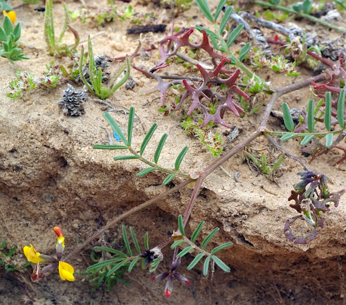 Hippocrepis areolata · iNaturalist