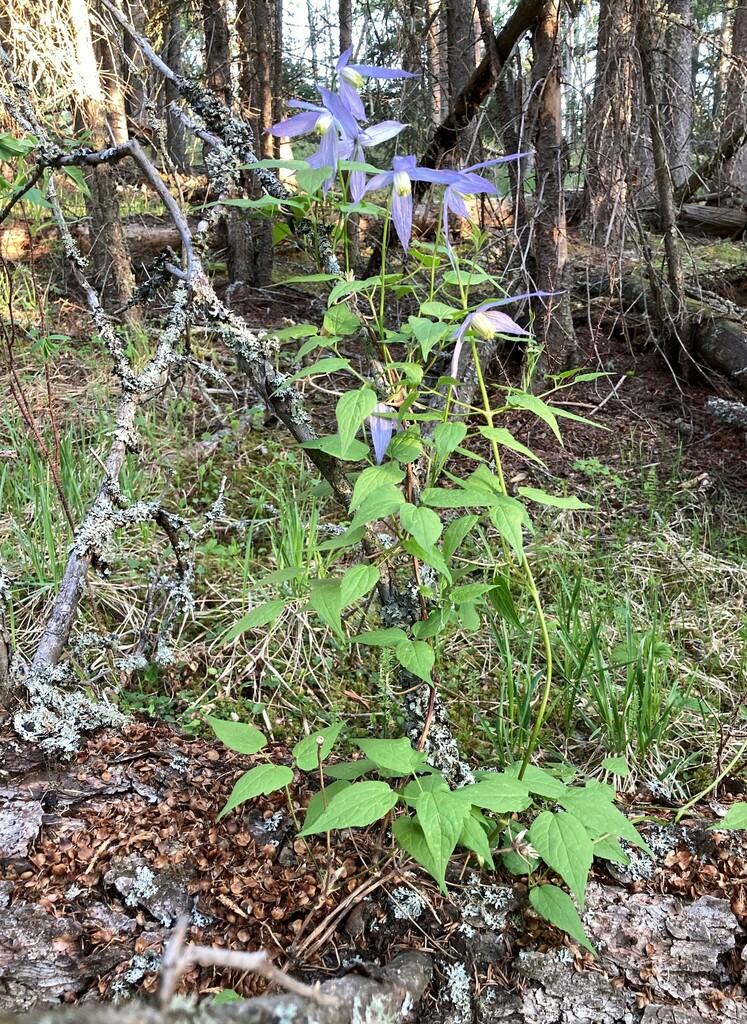 Purple Clematis from Foothills County, AB, Canada on May 28, 2023 at 06 ...