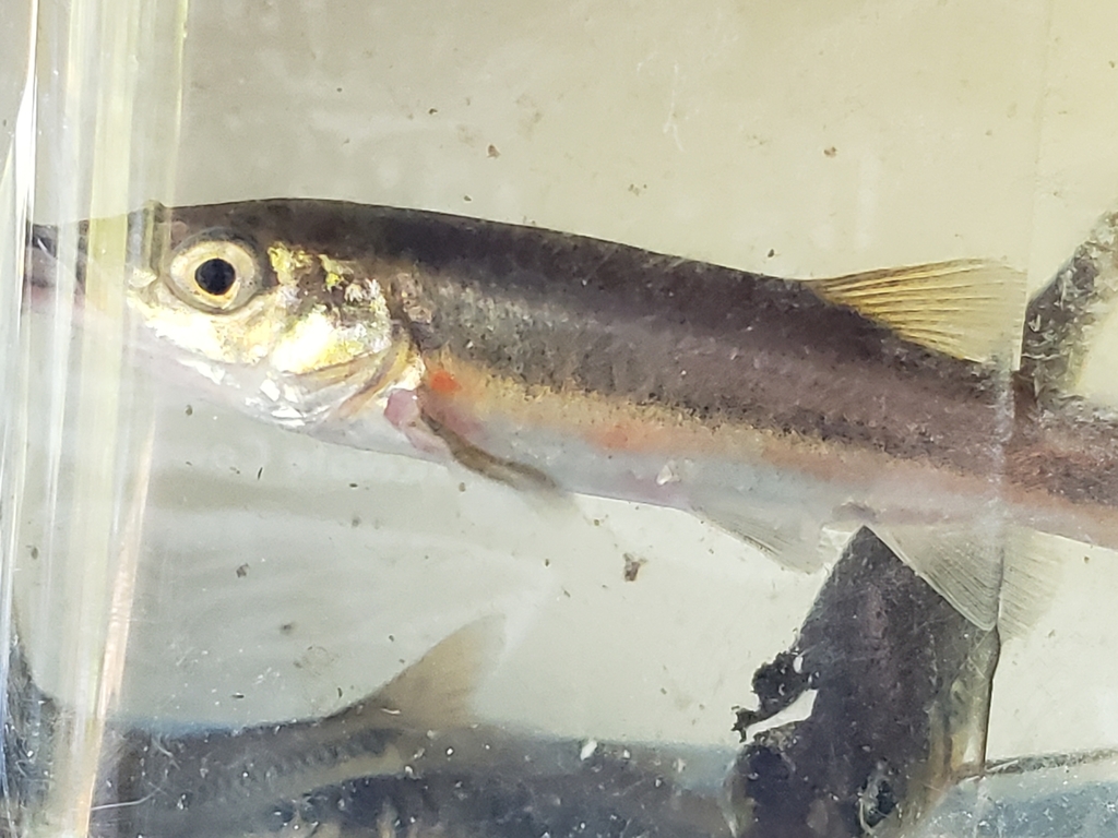 Finescale Dace from Thessalon, ON P0R 1L0, Canada on September 4, 2023 ...