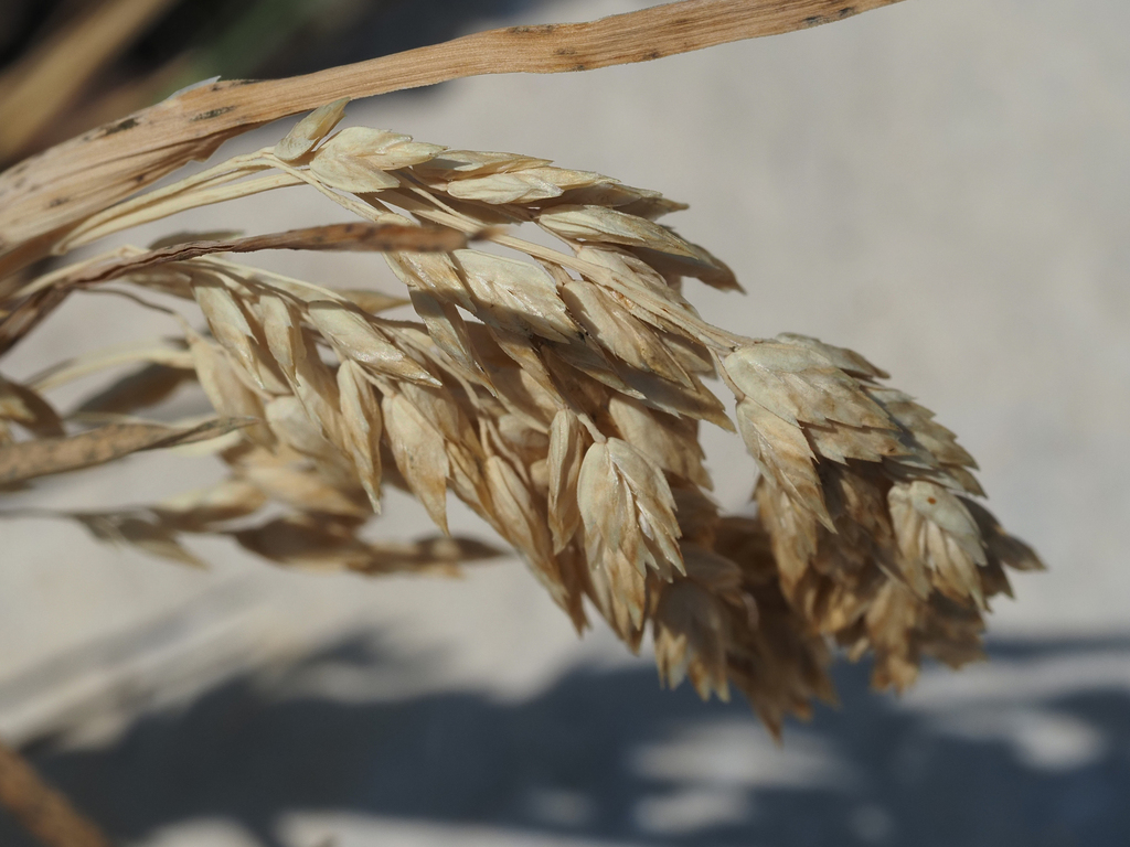 Alpine Bluegrass from Manitoulin District, ON, Canada on July 1, 2023 ...