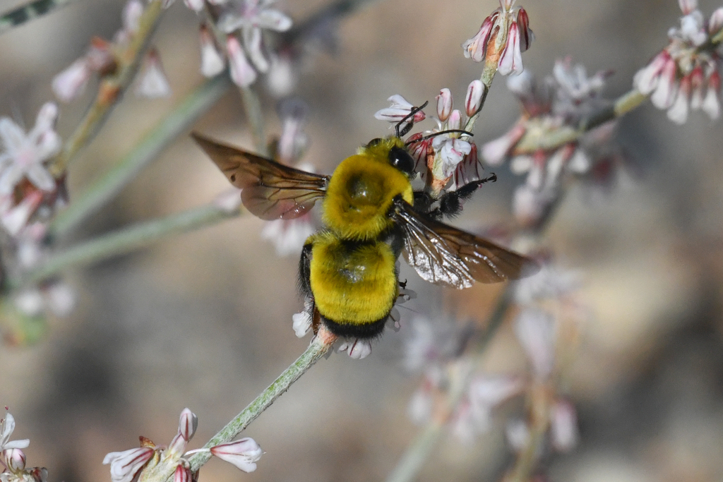 Morrison's Bumble Bee from Inyo County, CA, USA on September 3, 2023 at ...