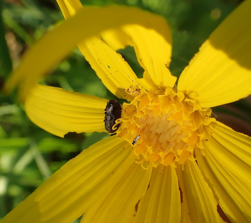 Beetles from Foothills County, AB, Canada on May 28, 2023 at 07:17 AM ...