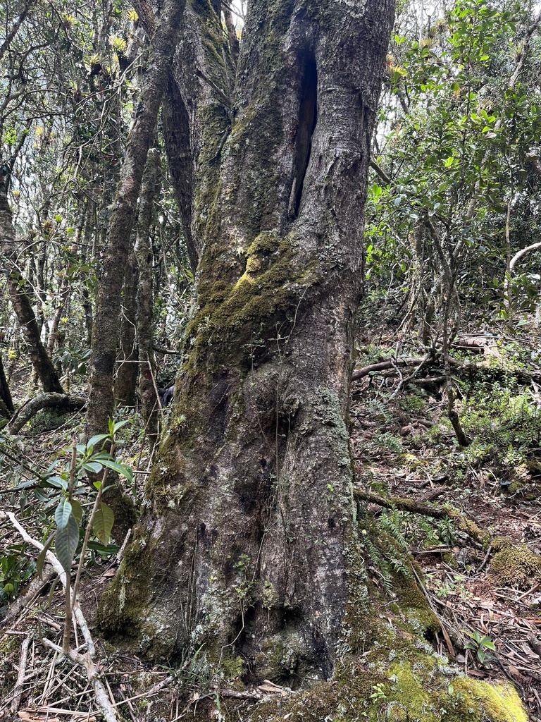 Weinmannia tomentosa from El Paramo, Subachoque, Cundinamarca, CO on ...