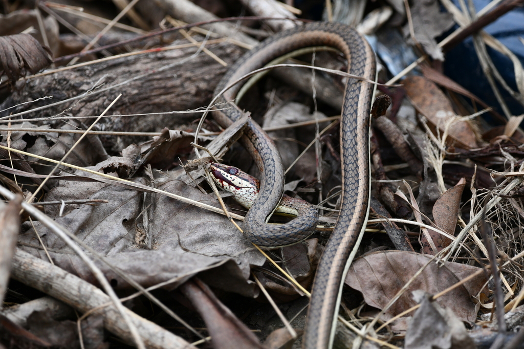 Eastern Stripe-bellied Sand Snake from Morogoro Rural, Tanzania on ...