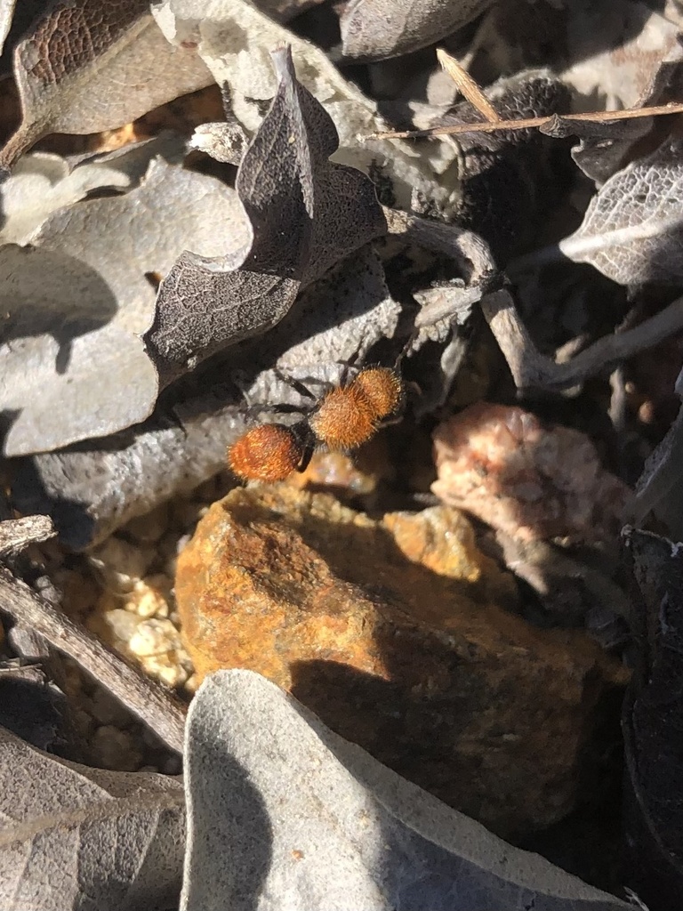 Pacific Velvet Ant from Cleveland National Forest, Fallbrook, CA, US on ...
