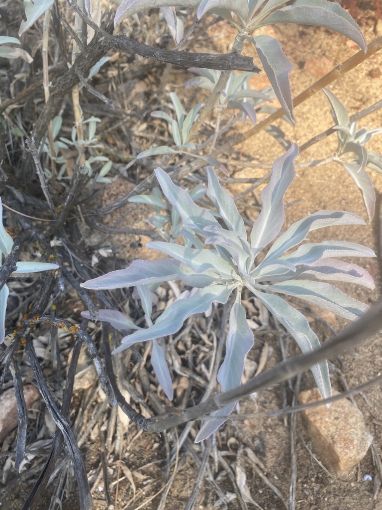 white sage from Bella Aliza, Lake Elsinore, CA, US on September 4, 2023 ...