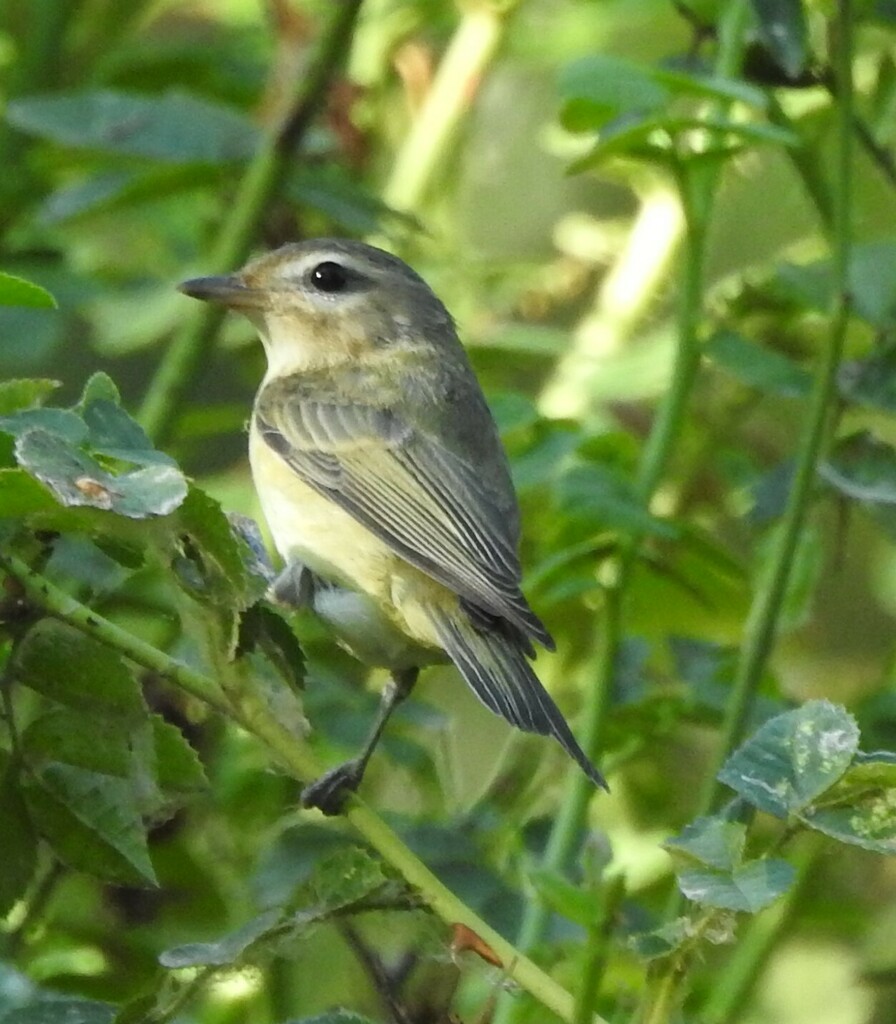 Warbling Vireo from Butte County, CA, USA on September 4, 2023 at 09:01 ...