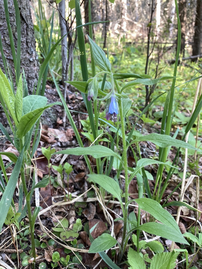 Tall Bluebell from Foothills County, AB, Canada on May 28, 2023 at 08: ...
