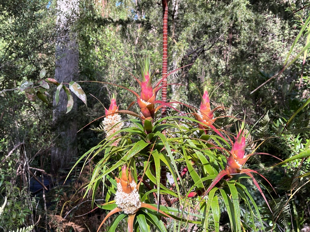 Dragon Heath from South Bruny TAS 7150, Australia on September 4, 2023 ...
