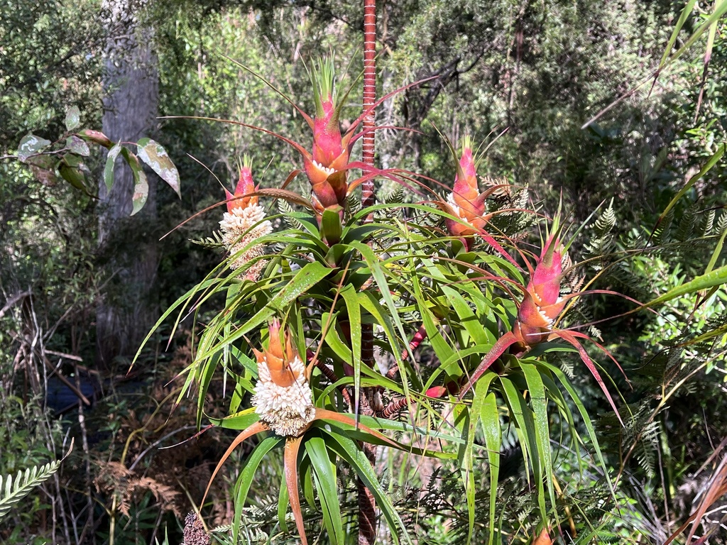 Dragon Heath from South Bruny TAS 7150, Australia on September 4, 2023 ...