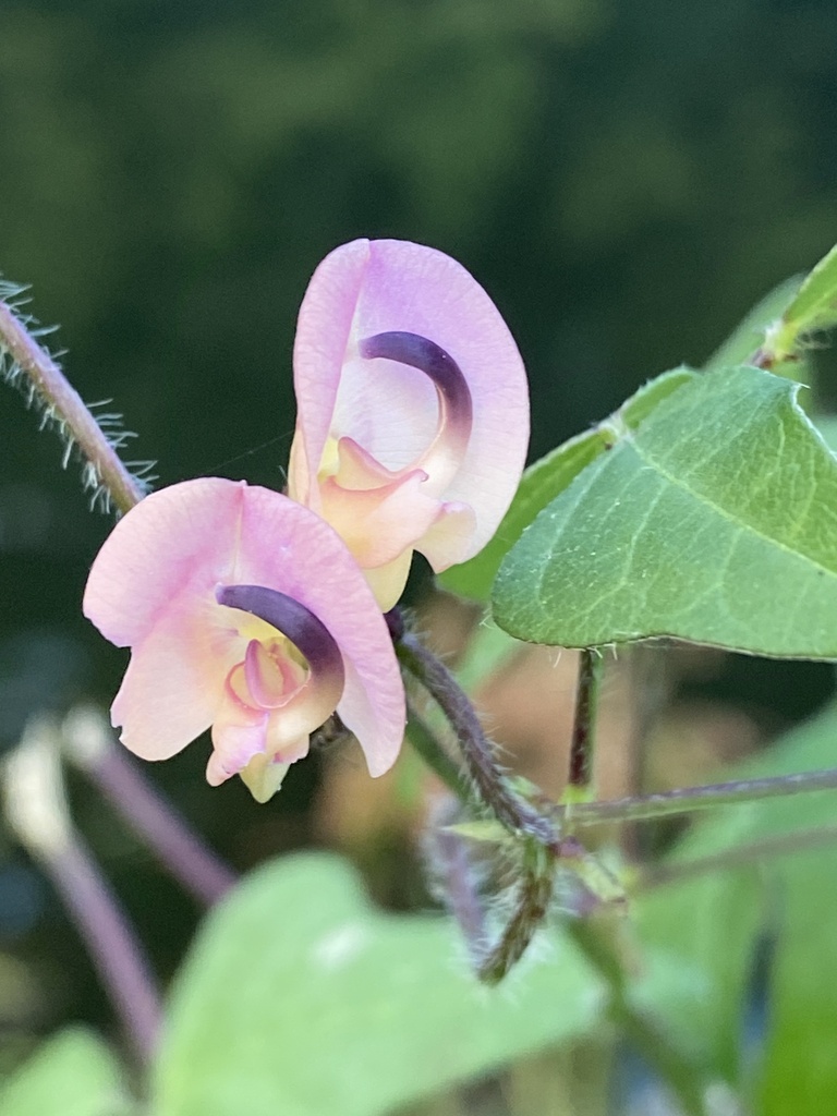 trailing fuzzy-bean in September 2023 by Christopher David Benda ...