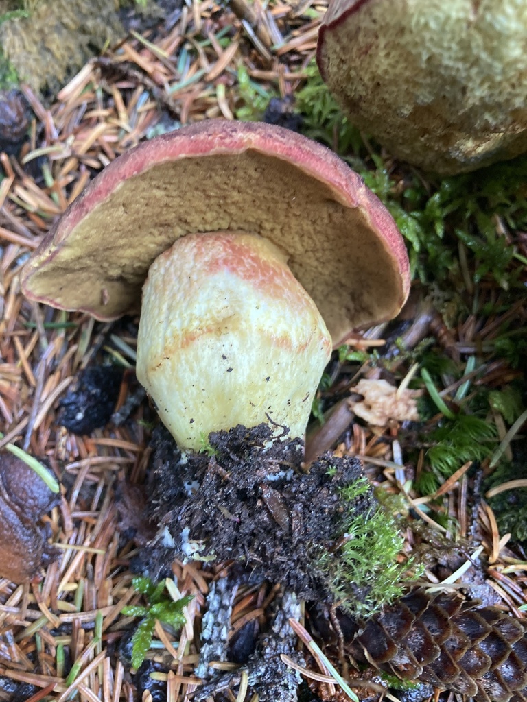 Smith's Bolete from Victor Creek Trail, Seward, AK, US on September 3 ...