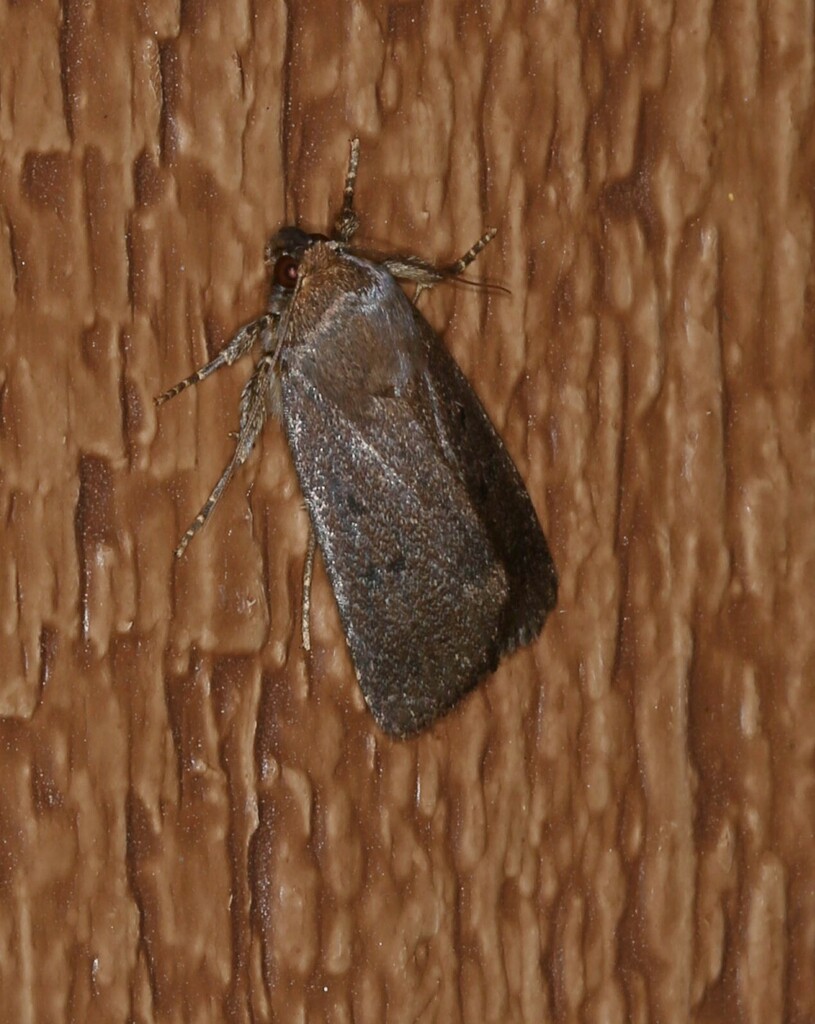 Mouse Moth from Mont-Joli, QC, Canada, 1101 rue Lussier on September 4 ...