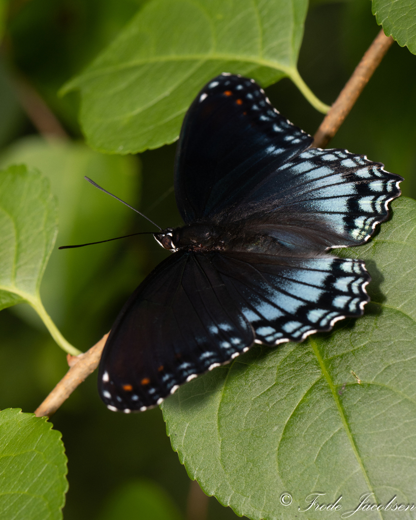 Red-spotted Purple from Prince George's County, MD, USA on August 21 ...