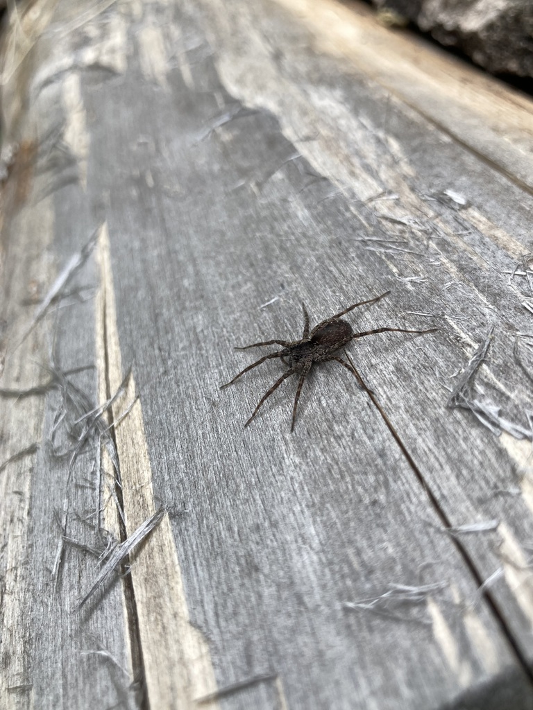 Wolf Spiders from Foothills County, AB, Canada on May 28, 2023 at 02:01 ...