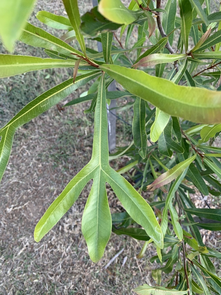 ivory curl tree from Sir John Chandler Park, Indooroopilly, QLD, AU on ...