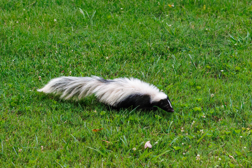 Striped Skunk from Island Home Park, Knoxville, TN 37920, USA on July 1 ...