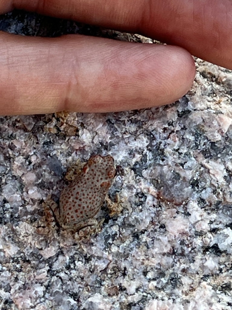 Red-spotted Toad from Fruita, CO, US on August 30, 2023 at 08:04 AM by ...