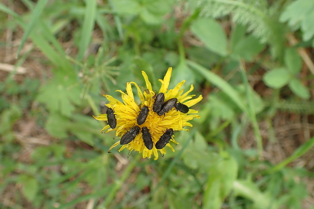 Beetles from Foothills County, AB, Canada on May 28, 2023 at 01:54 PM ...