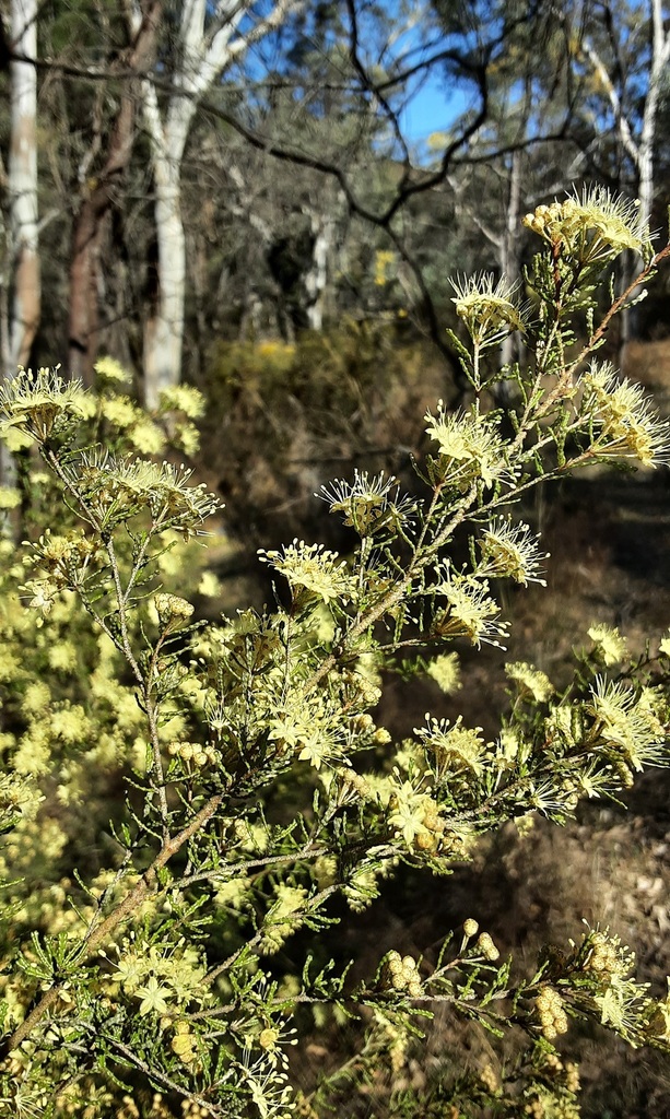 Phebalium glandulosum from Murrumbo NSW 2849, Australia on September 1 ...