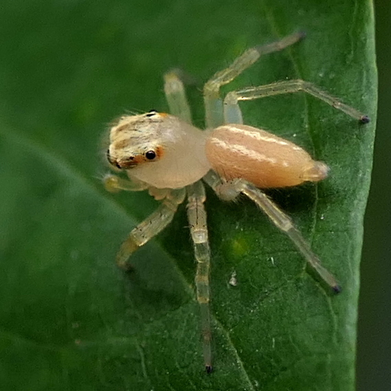 Chira from Zona rural de Paudalho - Pernambuco on September 2, 2023 at ...