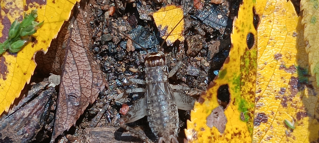 Crickets from Clyde, NC 28721, USA on August 31, 2023 at 11:30 AM by ...