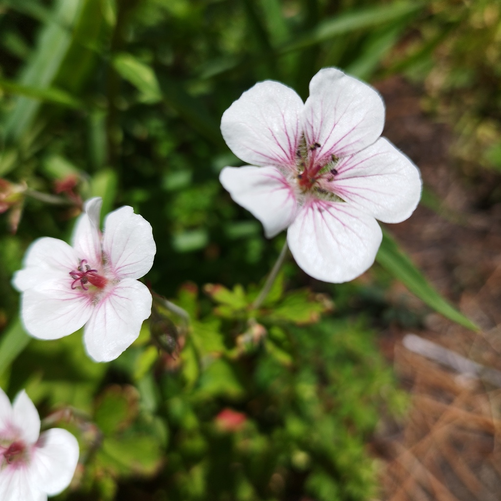 Geranium latum from Amecameca, Méx., México on September 3, 2023 at 12: ...