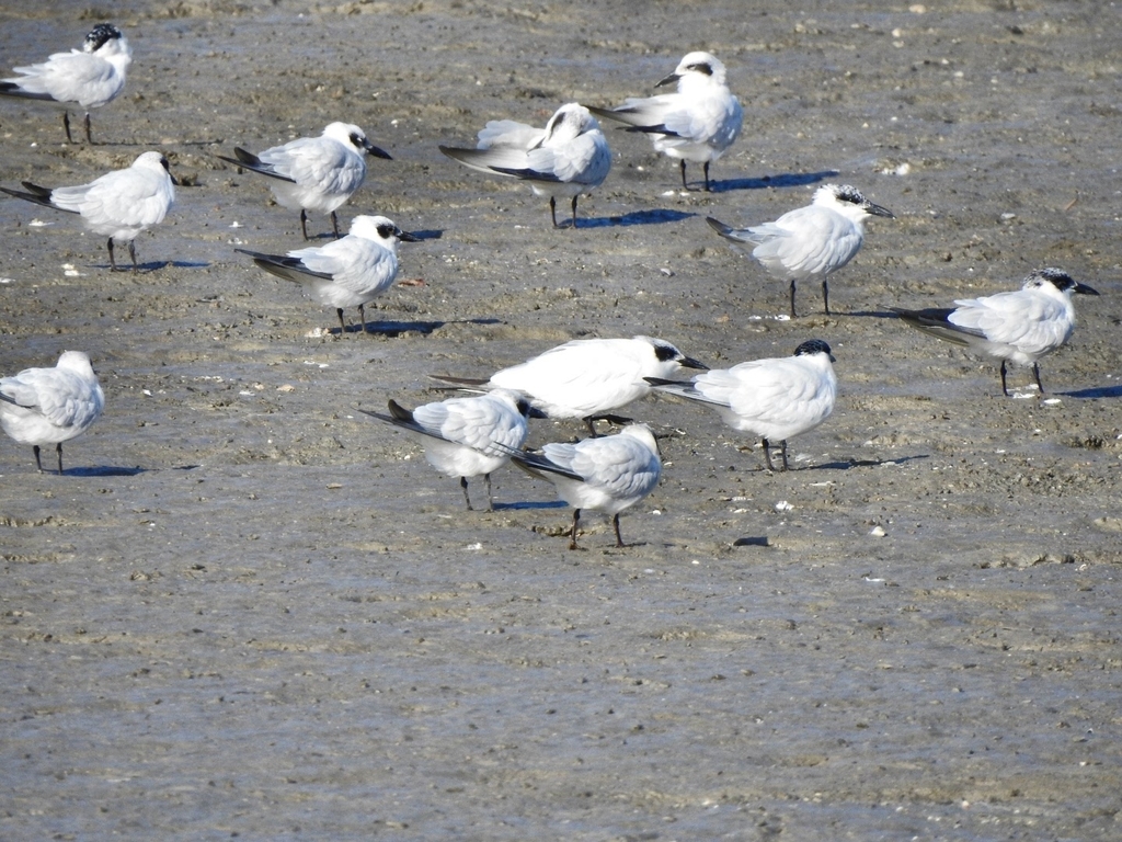 Australian Tern from Cairns City QLD 4870, Australia on August 29, 2023 ...
