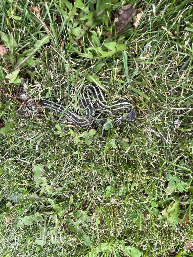 Common Garter Snake from WIS-48, Grantsburg, WI, US on August 22, 2023 ...