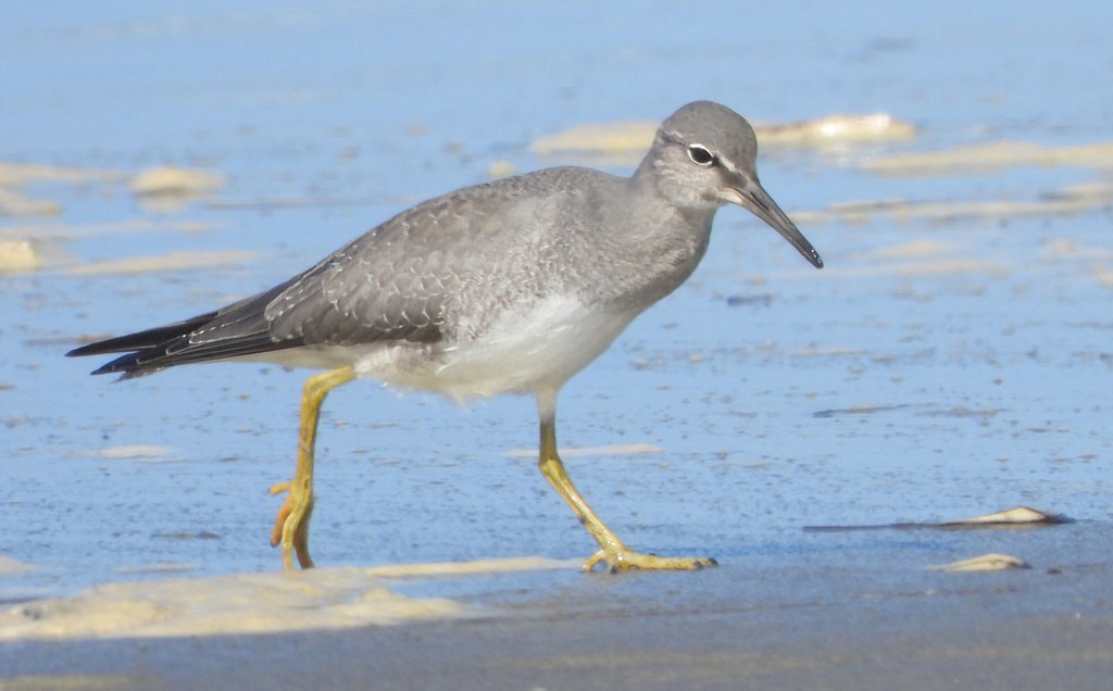 Wandering Tattler from Delaura Beach on September 4, 2023 at 11:01 AM ...