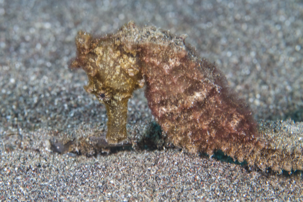 Common Seahorse (Reef Fish of the Hawaiian Islands) · iNaturalist