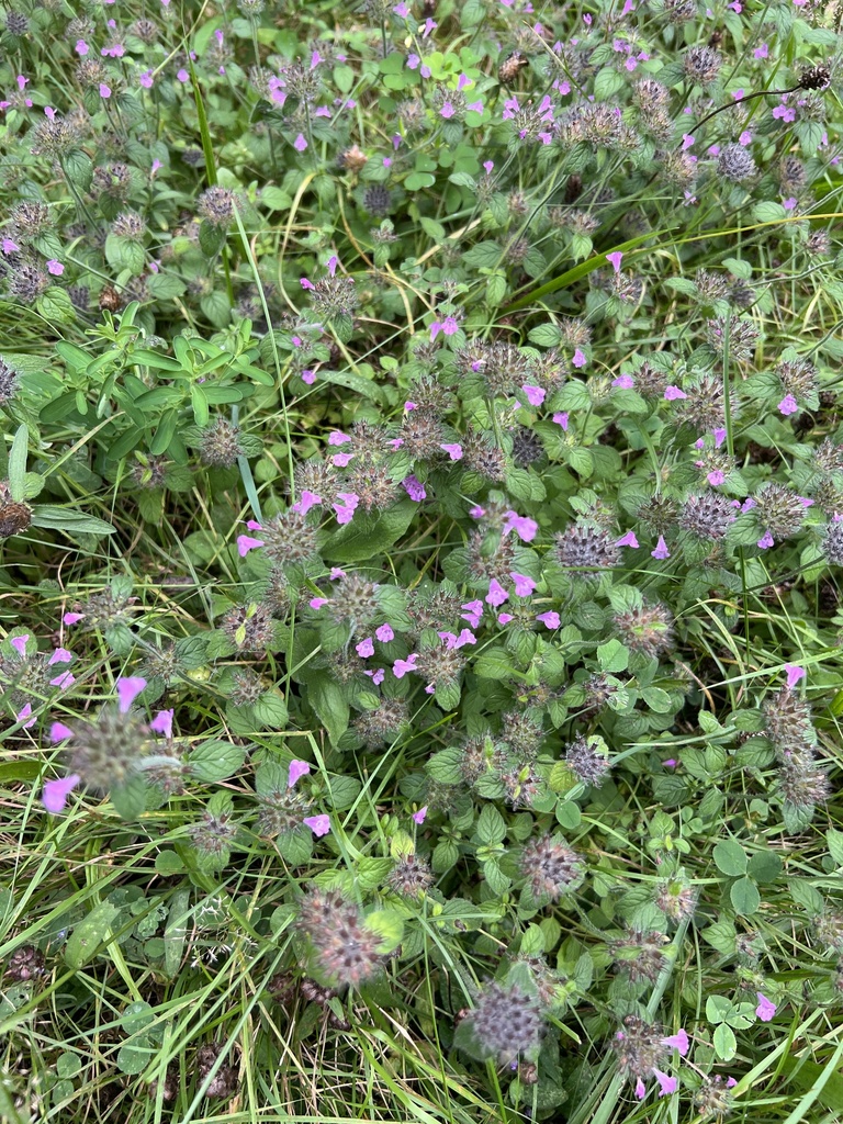 Wild Basil from Geneseo, NY, US on August 29, 2023 at 01:37 PM by ...