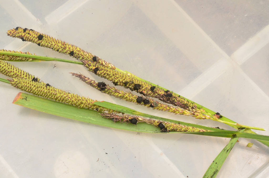 Smut fungi from Marion County, OR, USA on September 3, 2023 at 04:31 PM ...