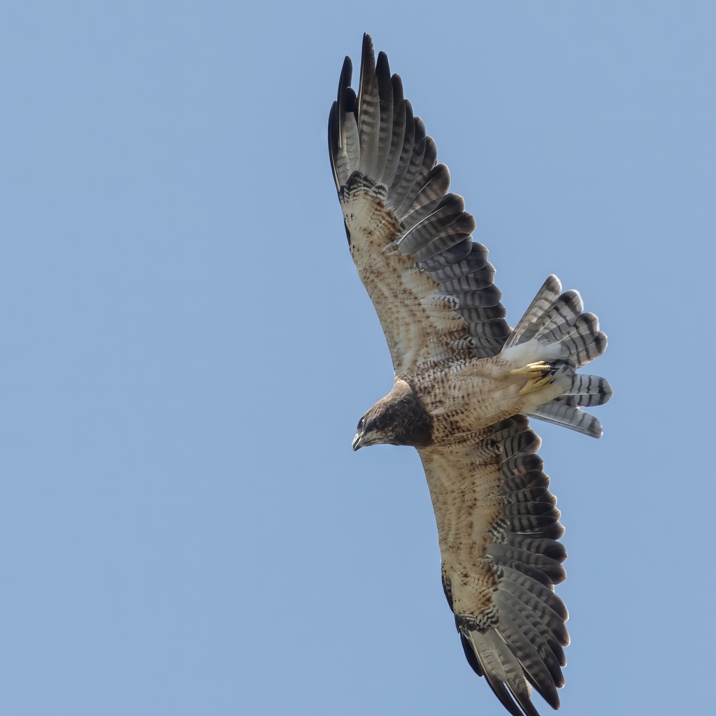 Swainson's Hawk from Alice, TX 78332, USA on September 3, 2023 at 01:13 ...