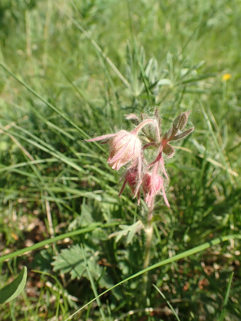prairie smoke from Foothills County, AB, Canada on May 28, 2023 at 10: ...