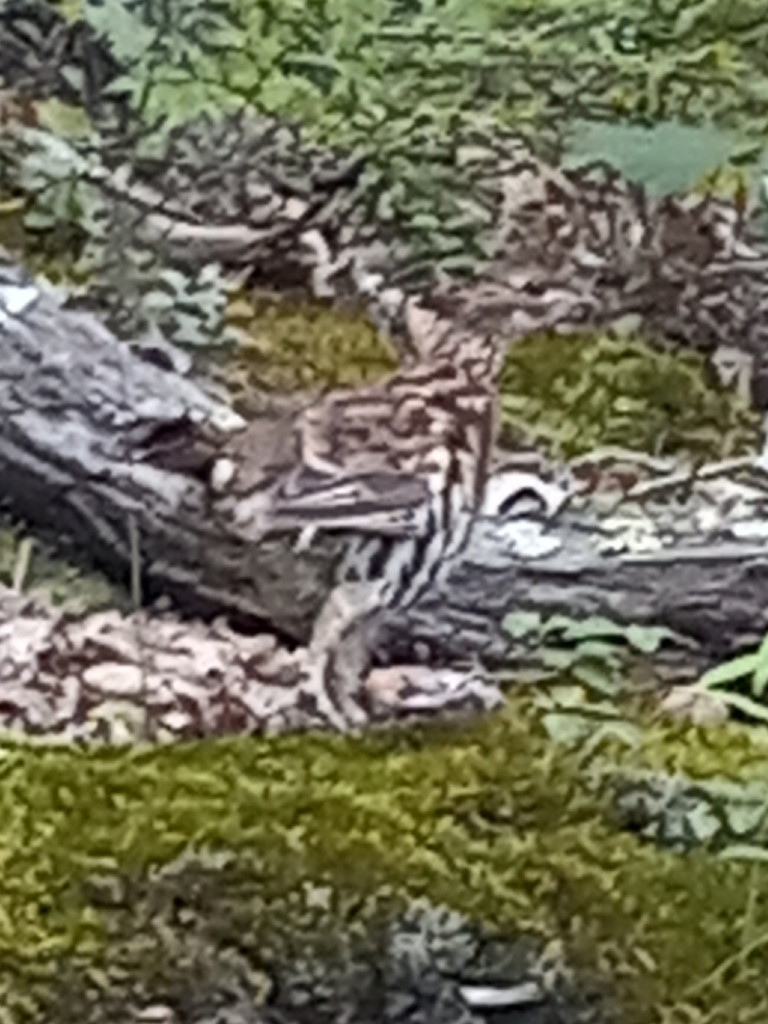 Ruffed Grouse from Blue Grass, VA 24413, USA on September 3, 2023 at 02 ...