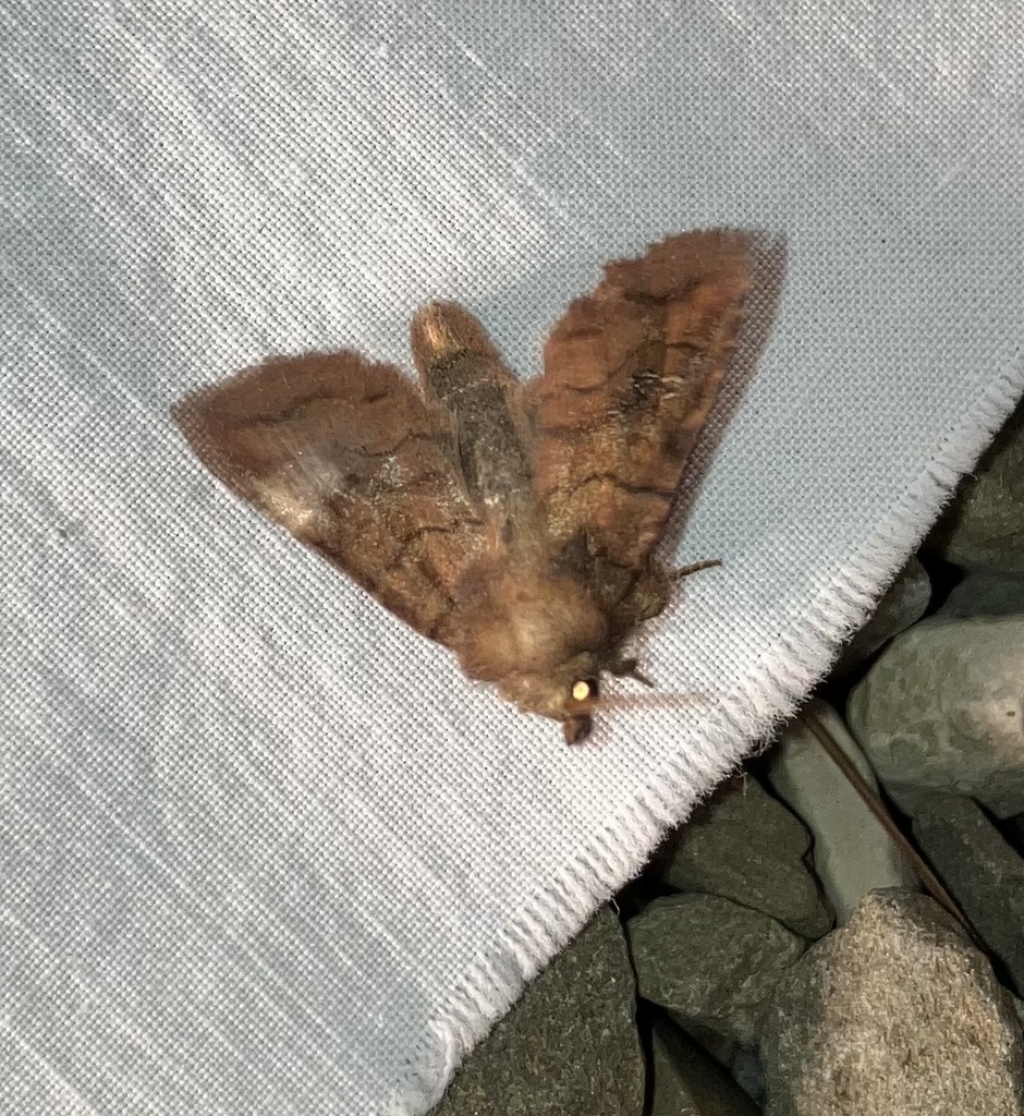 Cutworms and Dart Moths from Penn Ave. Apalachin NY on September 3 ...