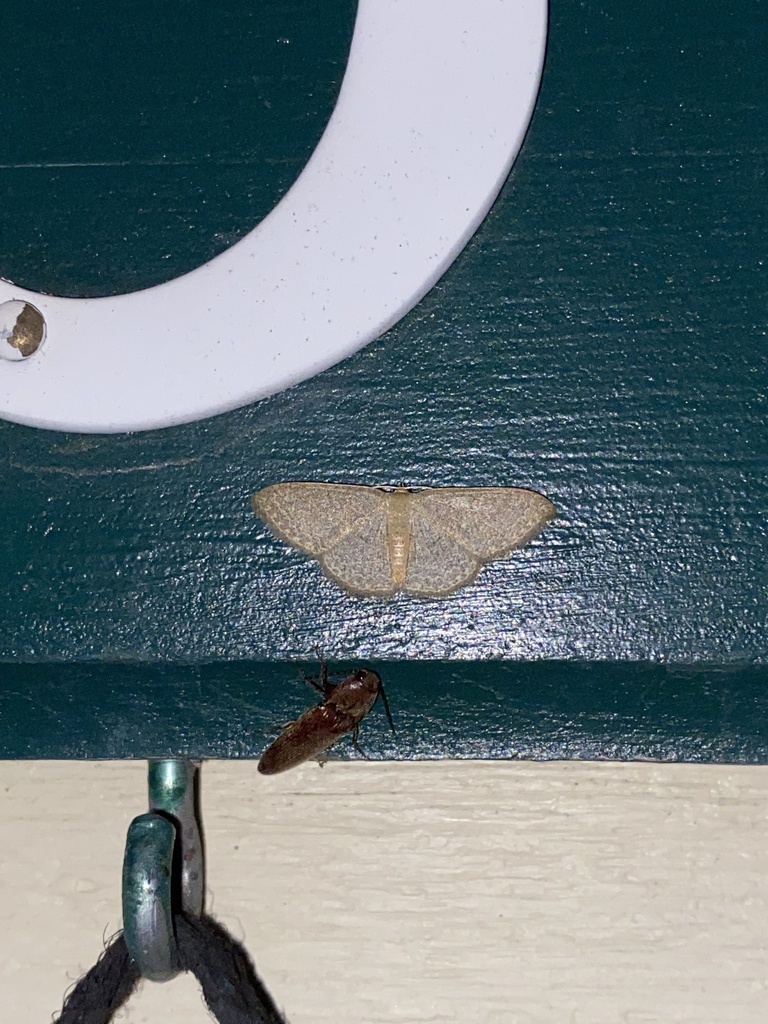 Common Tan Wave from Long Island, Massapequa Park, NY, US on September ...