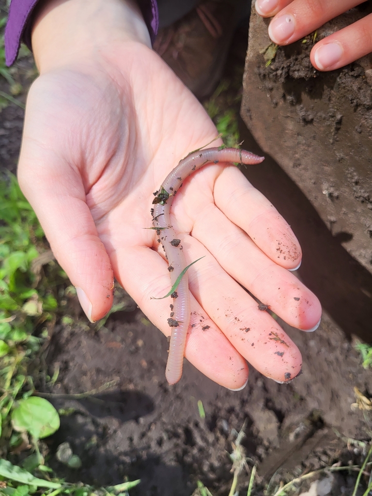 Common Earthworm from G88G+4M Vanier College Gardens, Montréal, QC H4L ...