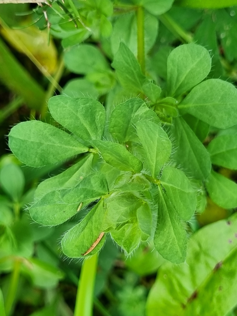greater bird's-foot-trefoil from Mount Martha VIC 3934, Australia on ...