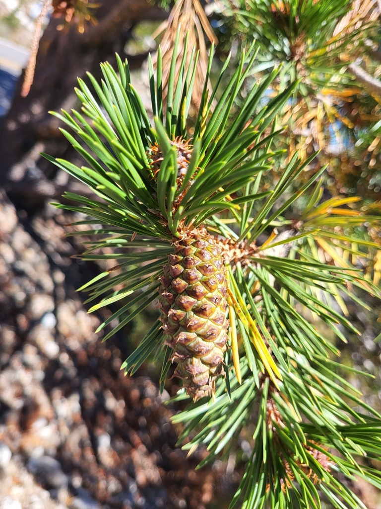 Sierra Lodgepole Pine from CA-108, Mono North, CA, USA on September 4 ...