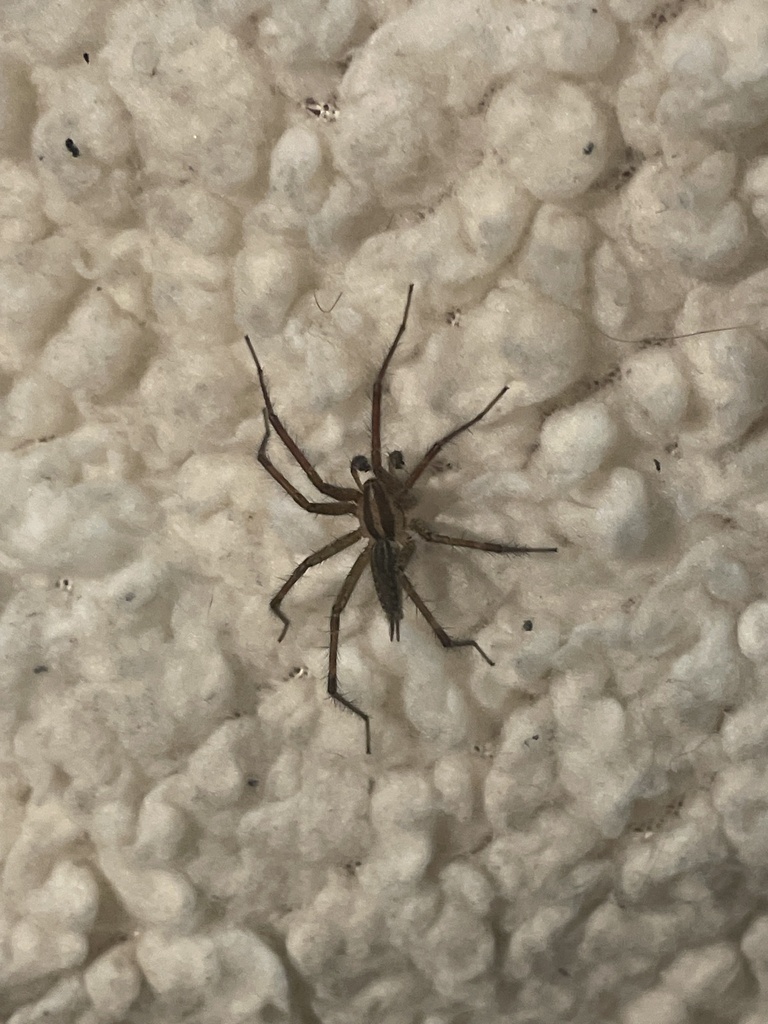 Grass Spiders from E Northwood Ave, Columbus, OH, US on September 4 ...