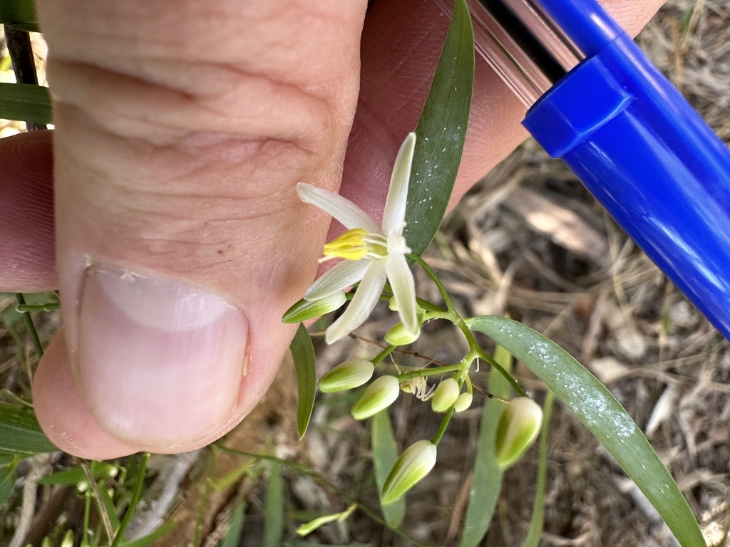 Climbing Lily in September 2023 by cwelden_ecp · iNaturalist