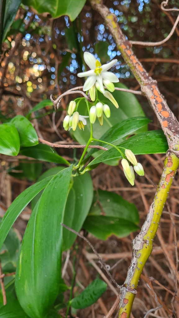 Climbing Lily from Coffs Harbour NSW 2450, Australia on September 5, 2023 at 06:44 AM by Petra ...