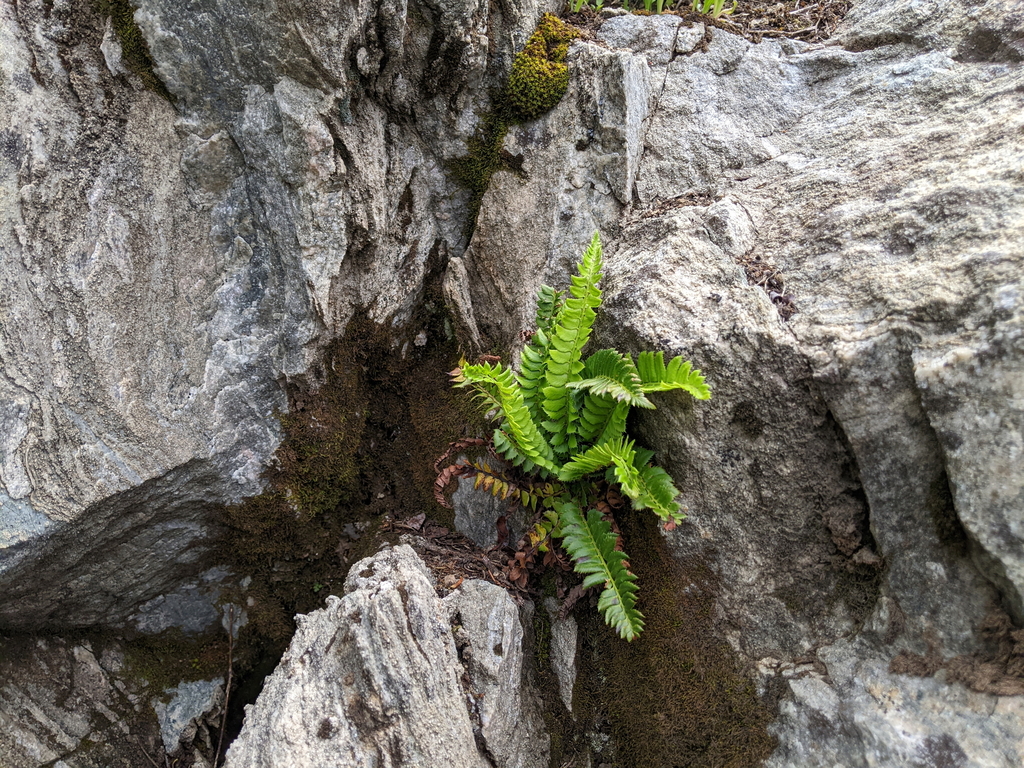 northern holly fern from Routt County, CO, USA on July 7, 2023 at 12:44 ...