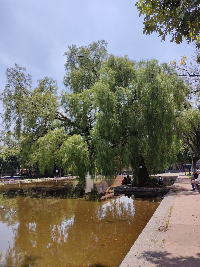 weeping willow from 04510 Ciudad de México, CDMX, México on September 4 ...