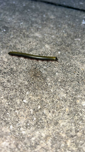 Observations by maxinelynch · iNaturalist