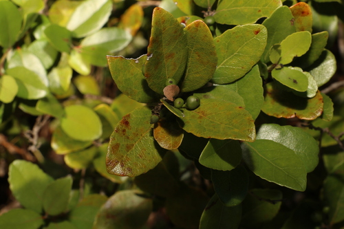 Xylosma ovata · iNaturalist United Kingdom