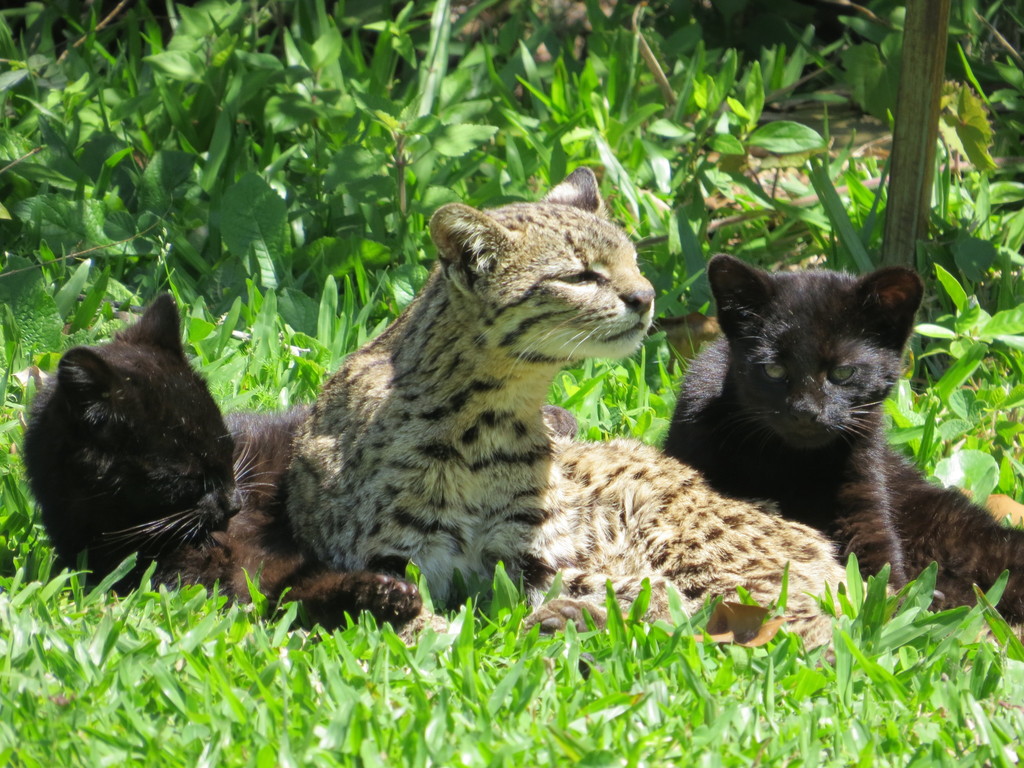 Geoffroy's Cat (Leopardus geoffroyi) - Know Your Mammals