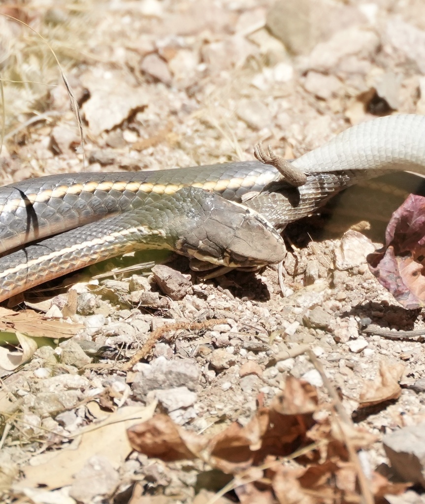 California Striped Racer from Los Padres National Forest, Big Sur, CA ...